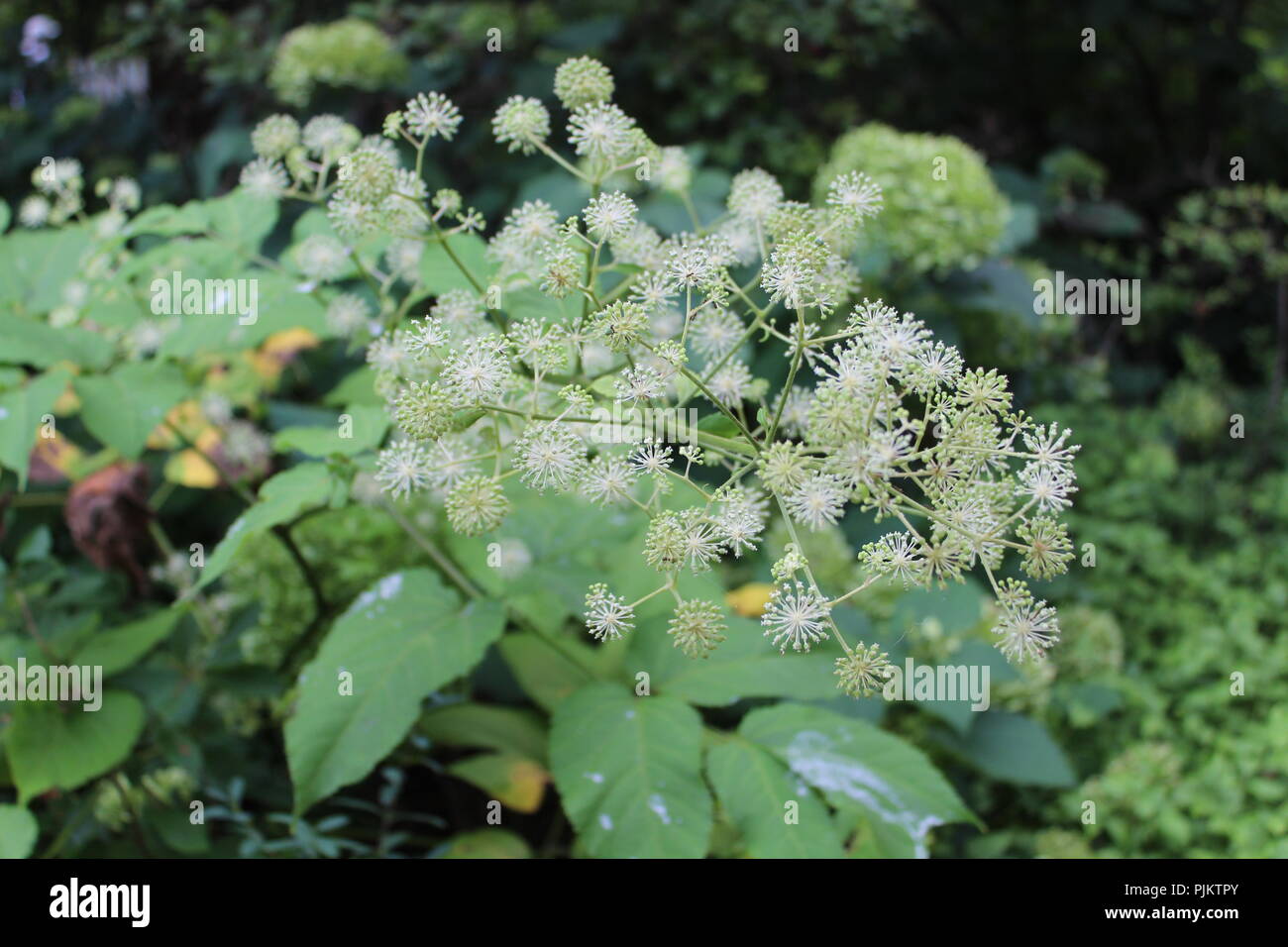 Close up View of Tiny Buds Stock Photo - Alamy
