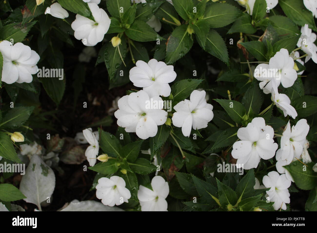 Wet white flowers hi-res stock photography and images - Alamy