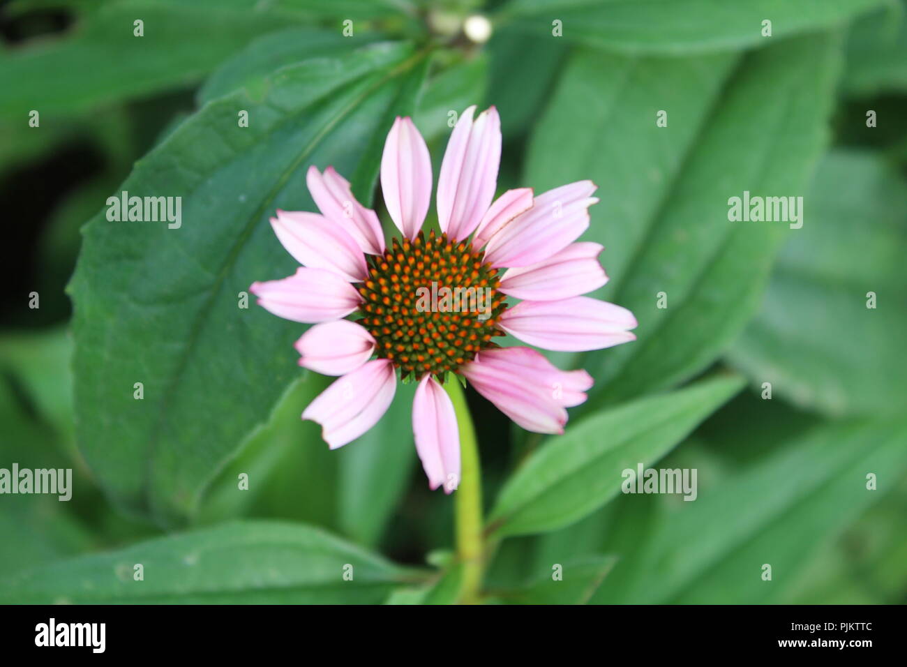 Unique flower image hi-res stock photography and images - Alamy
