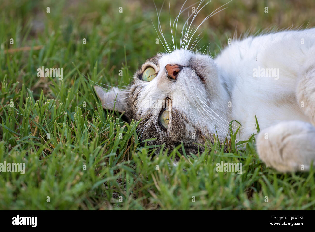 Domestic Cat - Felis silvestris catus or Felis catus Stock Photo - Alamy
