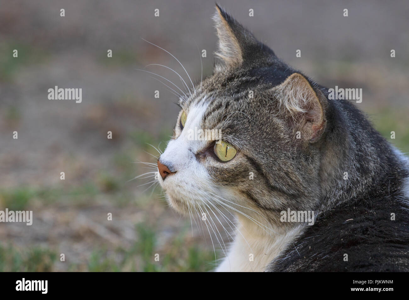 Domestic Cat - Felis silvestris catus or Felis catus Stock Photo - Alamy