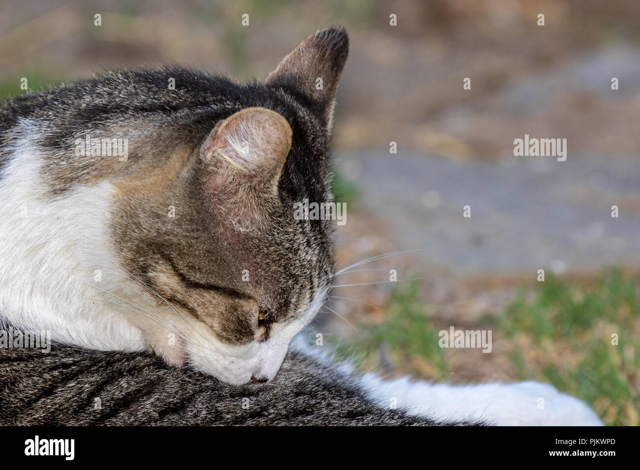 Domestic Cat - Felis silvestris catus or Felis catus Stock Photo - Alamy
