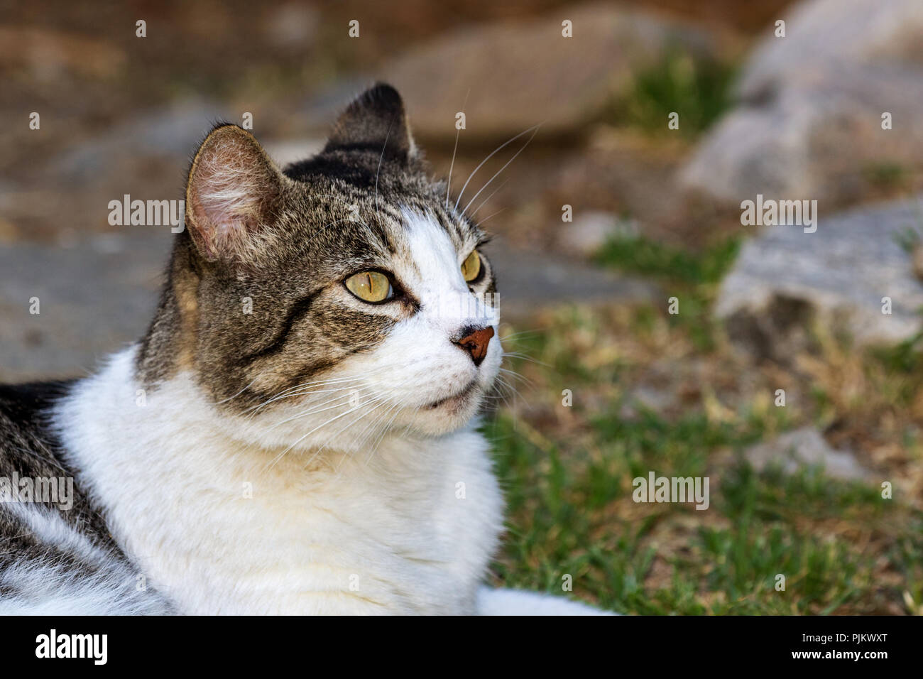 Domestic Cat - Felis silvestris catus or Felis catus Stock Photo - Alamy