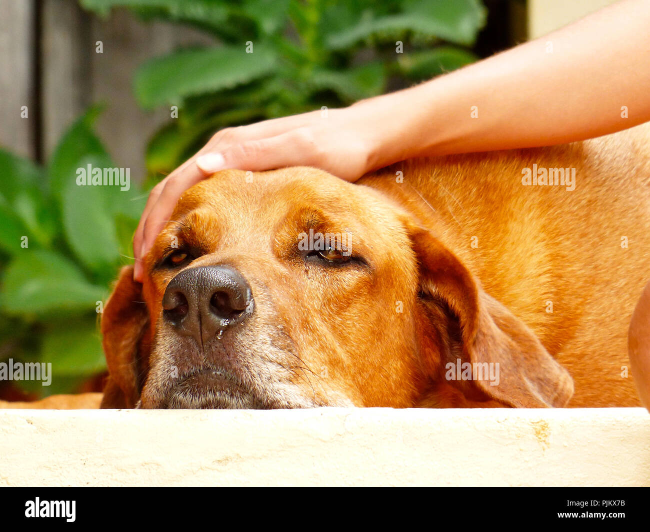 Man sleep with dog hi-res stock photography and images - Alamy