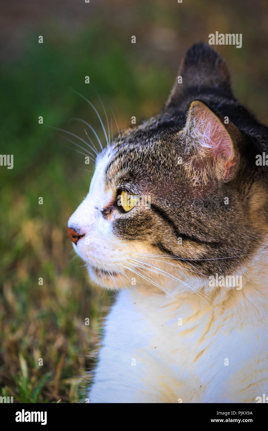 Domestic Cat - Felis silvestris catus or Felis catus Stock Photo - Alamy
