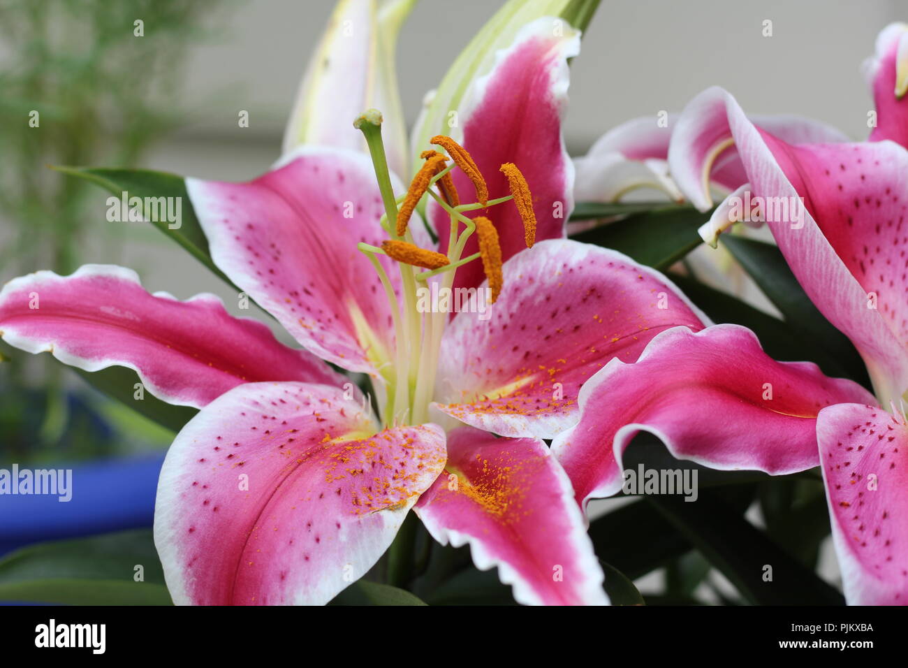 After Eight Oriental Lily Stock Photo - Alamy
