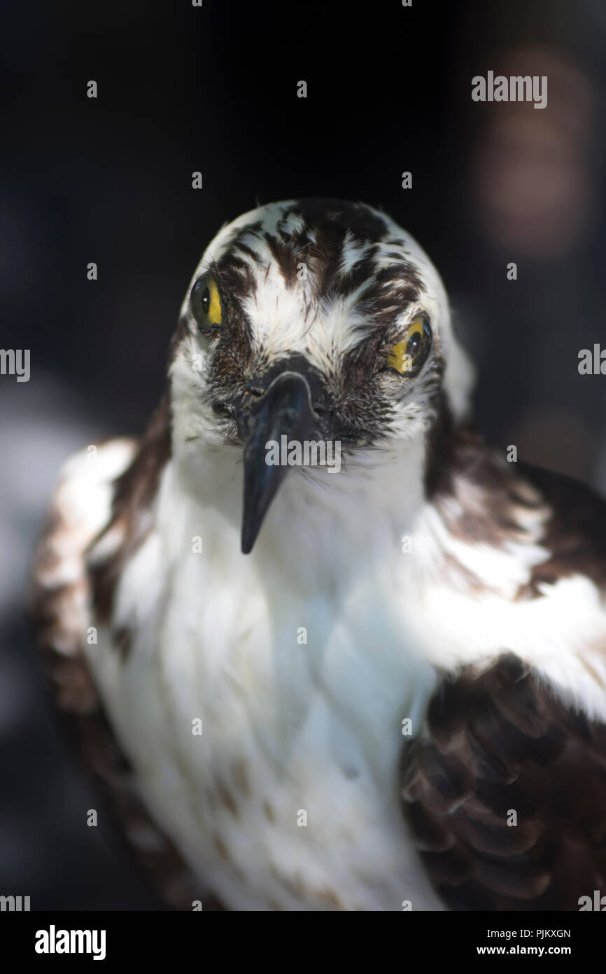 Pandion hi-res stock photography and images - Alamy