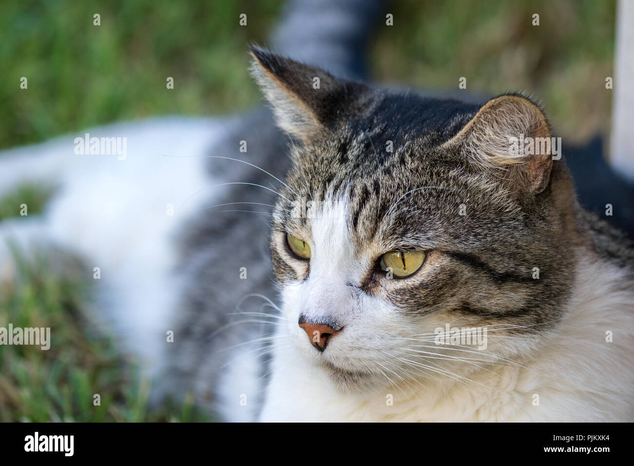 Domestic Cat - Felis silvestris catus or Felis catus Stock Photo - Alamy