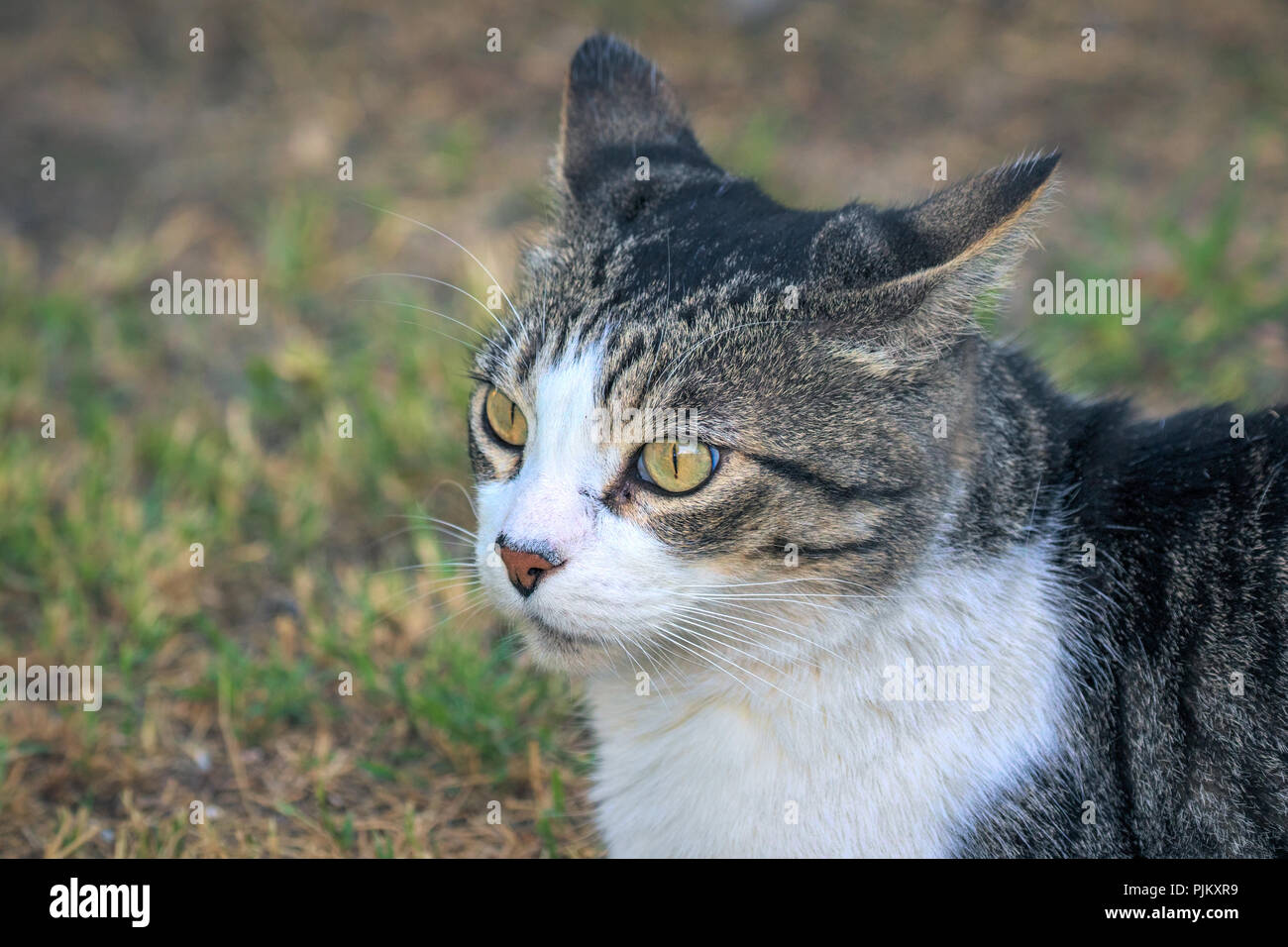 Domestic Cat - Felis silvestris catus or Felis catus Stock Photo - Alamy