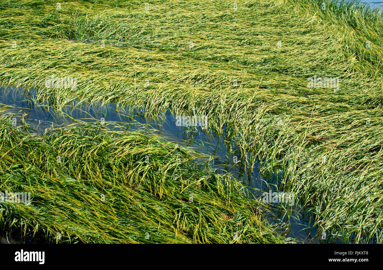 Sea growth on the water in Wellfleet Harbor, Massachusetts on Cape Cod ...