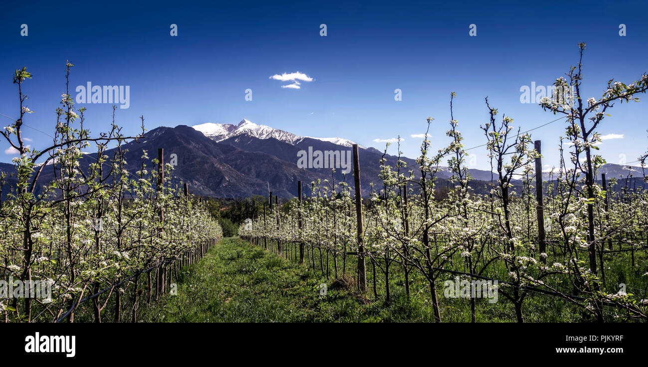 Peak of the Pyrenees Canigou in spring, symbol mountain for Catalonia ...