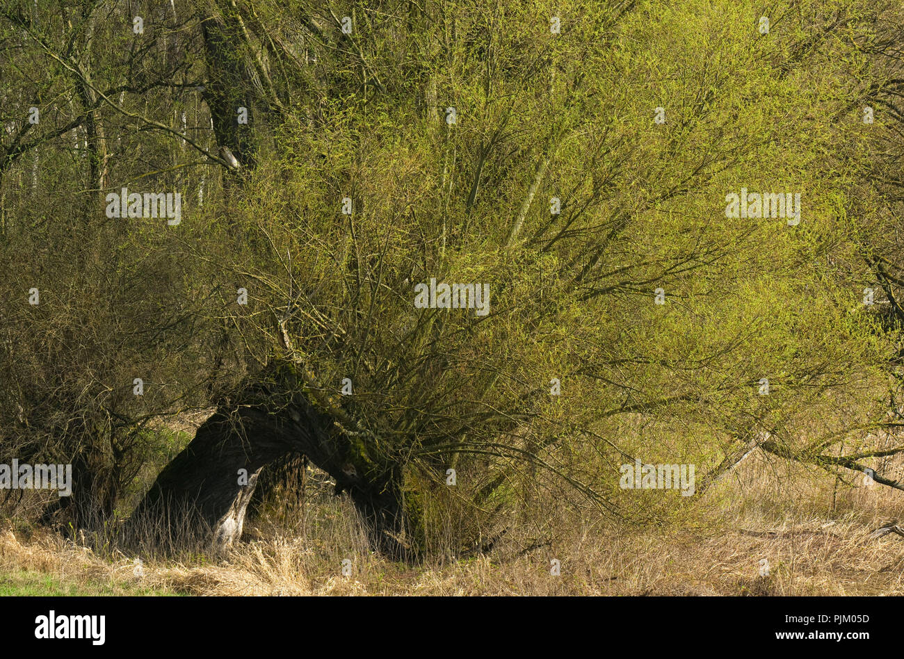 Broken willows hi-res stock photography and images - Alamy