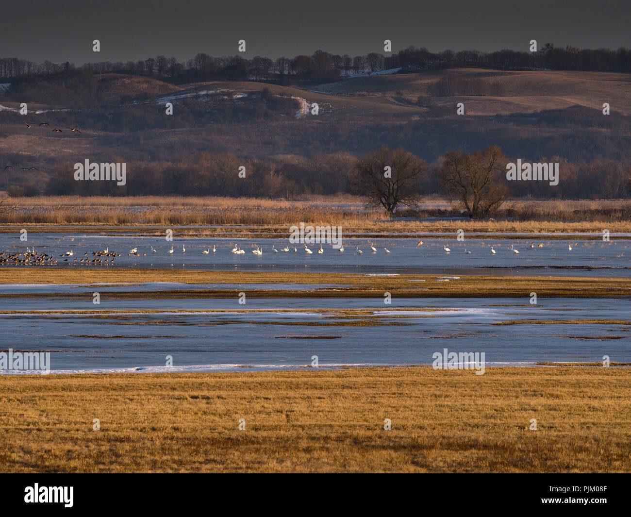 Day old geese hi-res stock photography and images - Alamy