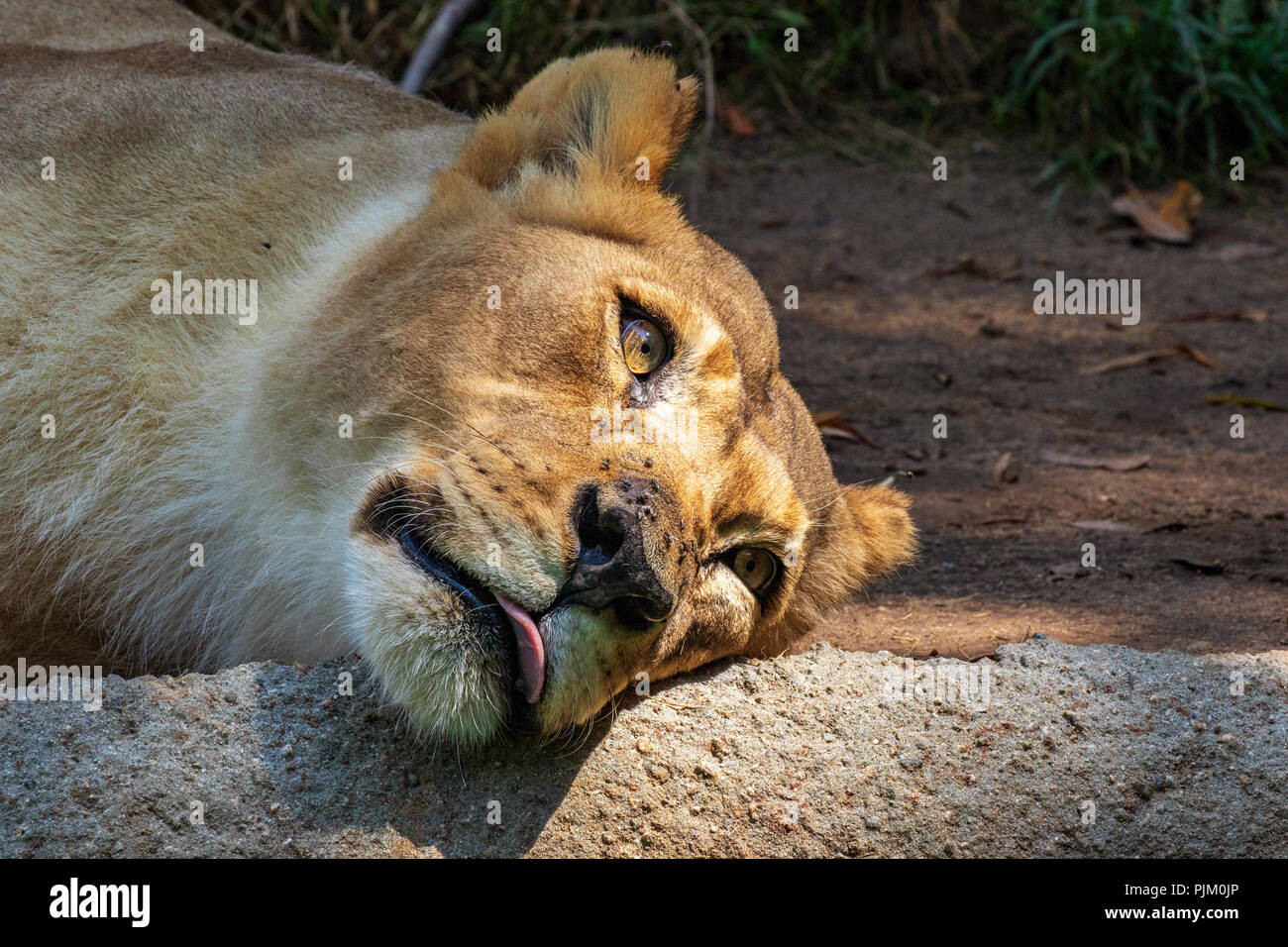 African Lion - Panthera leo - Female Captive Los Angeles Zoo Kalisa 12 ...