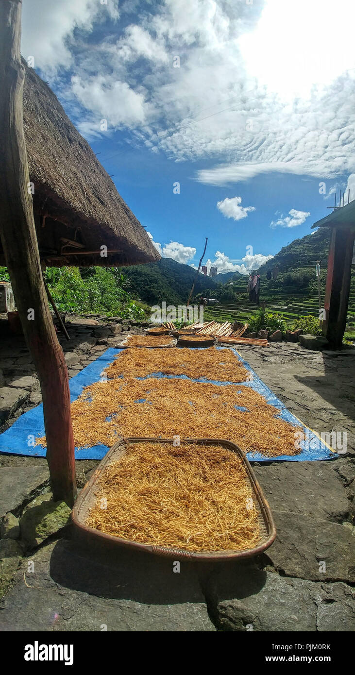 Rice is dried on the rice terraces of Banaue on Luzon Island ...