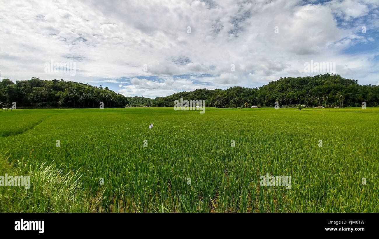 Philippines rice field hi-res stock photography and images - Alamy