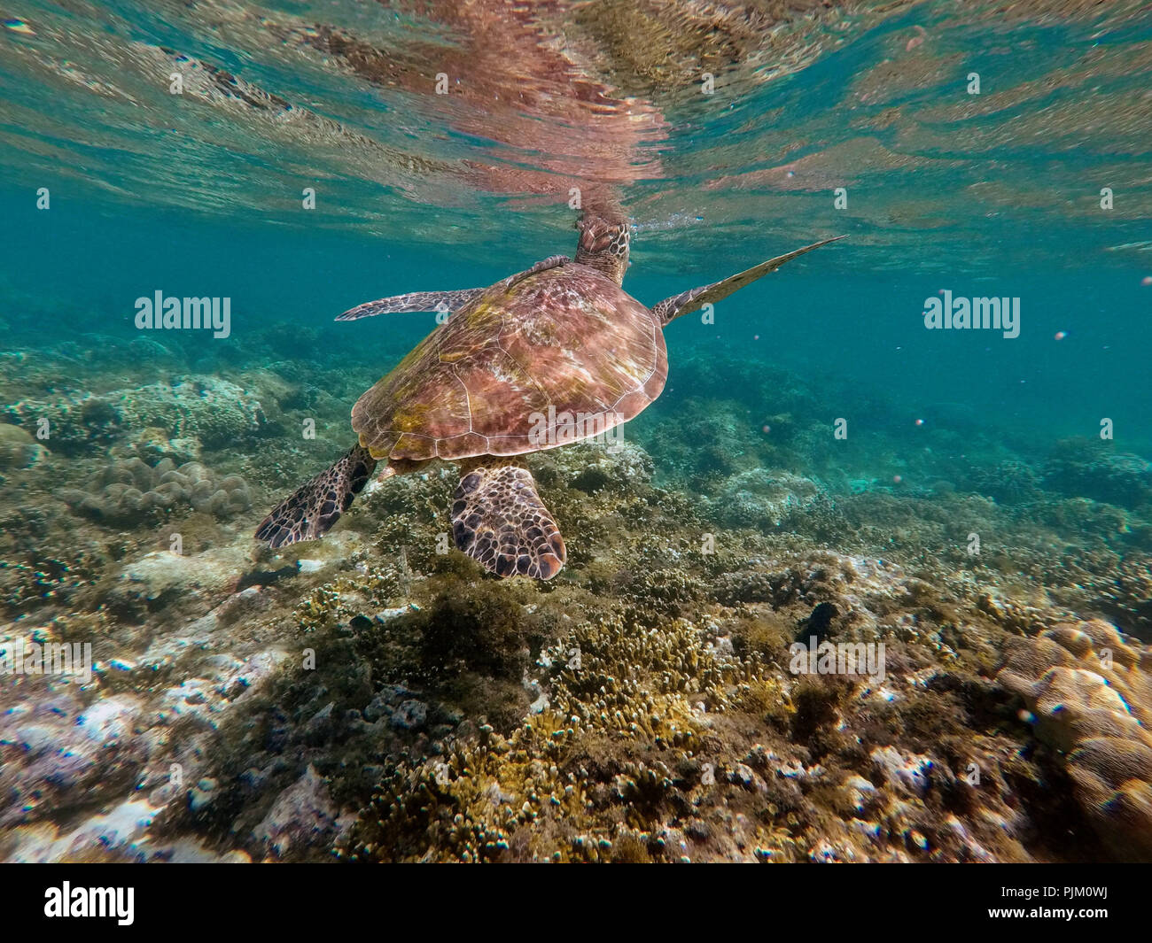 Tortoise in colour hi-res stock photography and images - Alamy