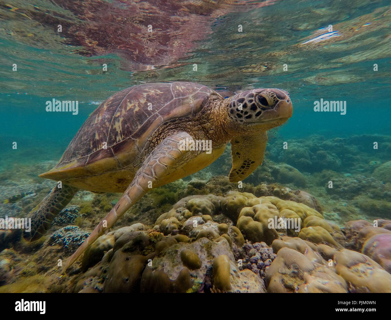 Tortoise in the sea on Apo Island, Philippines Stock Photo - Alamy
