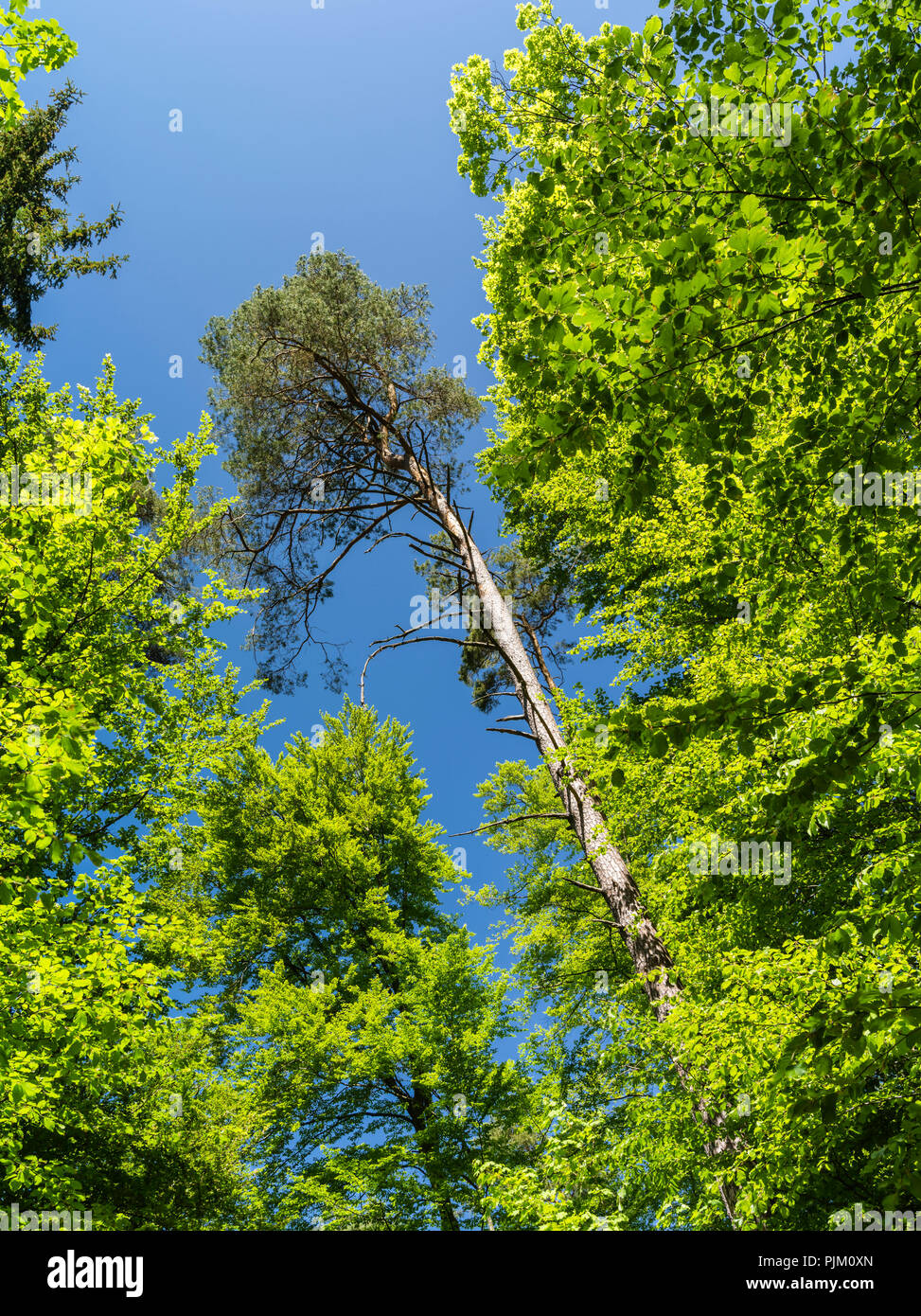 Treetops in spring Stock Photo - Alamy