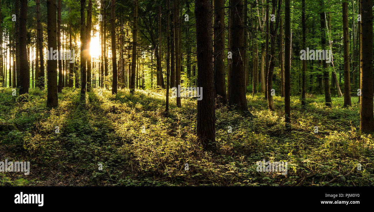 Fairytale light mood in the forest Stock Photo - Alamy