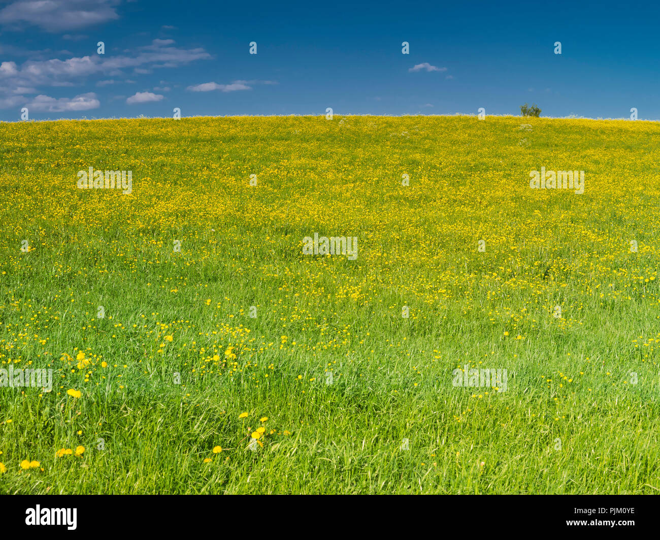 Blooming crowfoot hi-res stock photography and images - Alamy