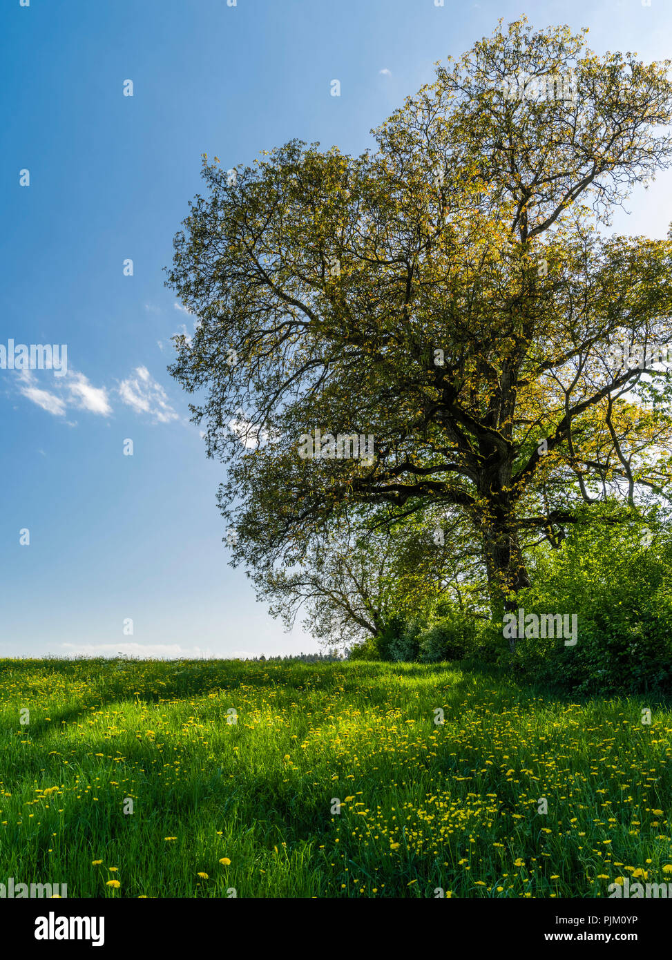 Spring in the highlands hi-res stock photography and images - Alamy
