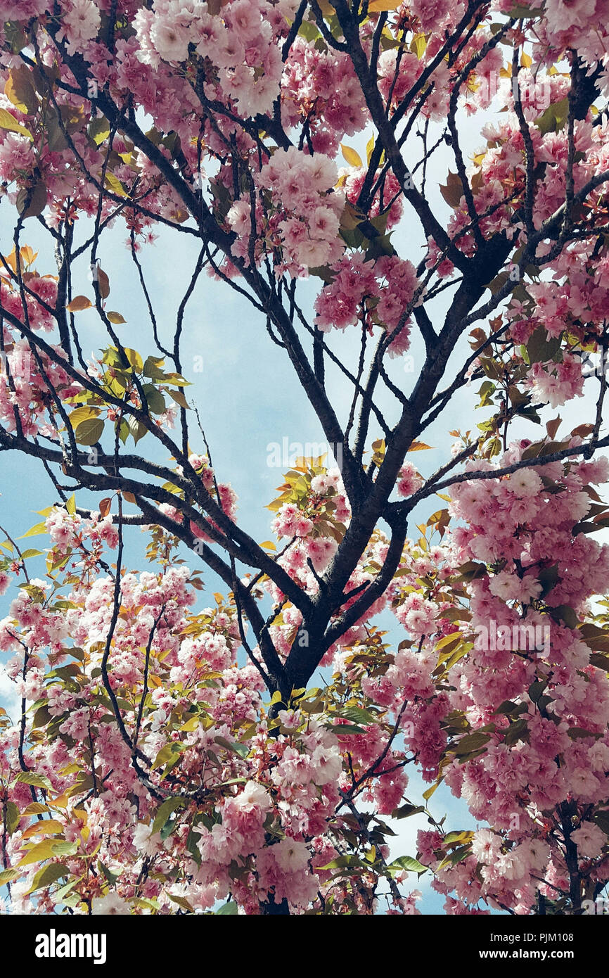 Tree with sky hi-res stock photography and images - Alamy