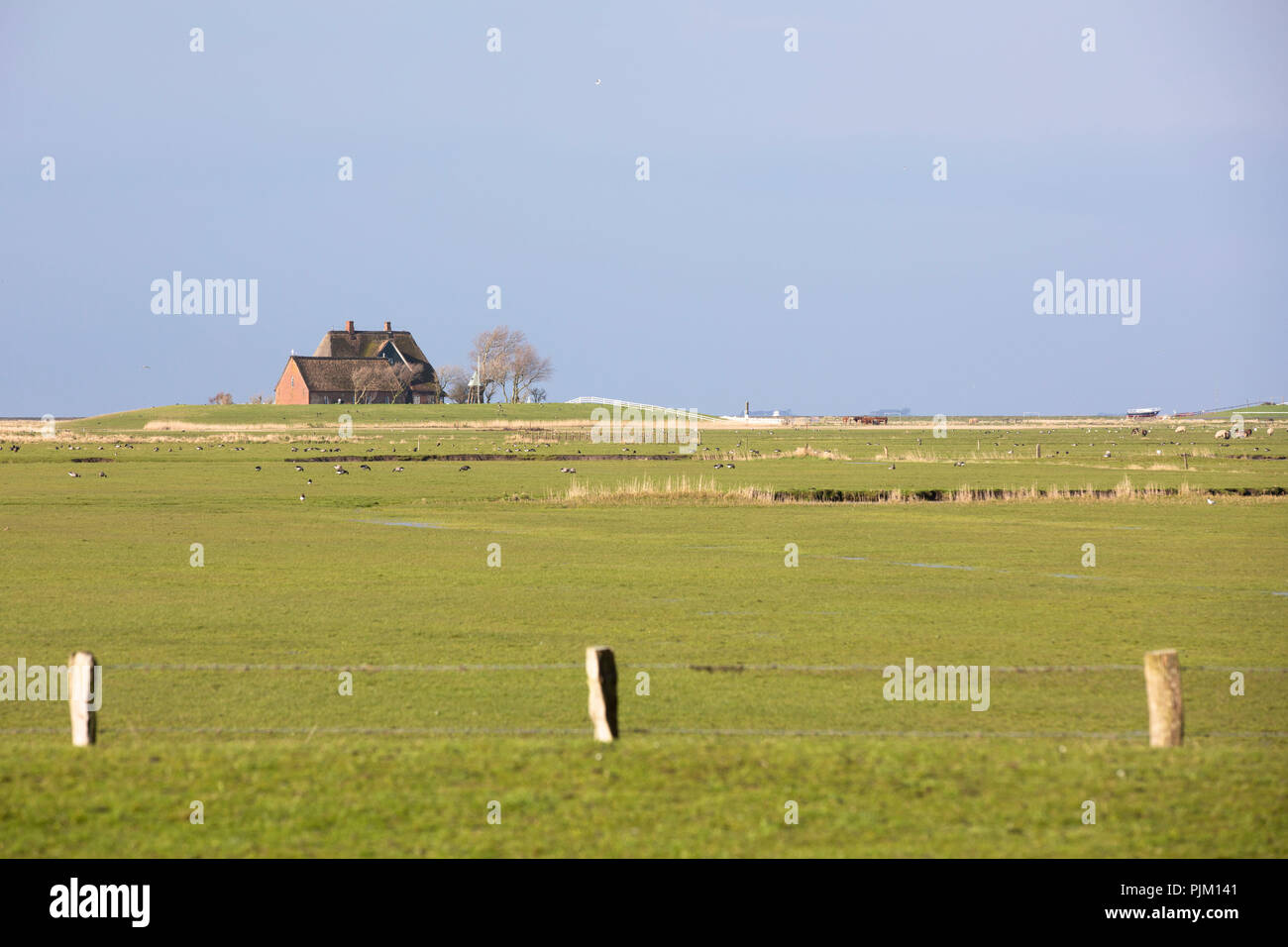 Island hallig hooge hi-res stock photography and images - Alamy