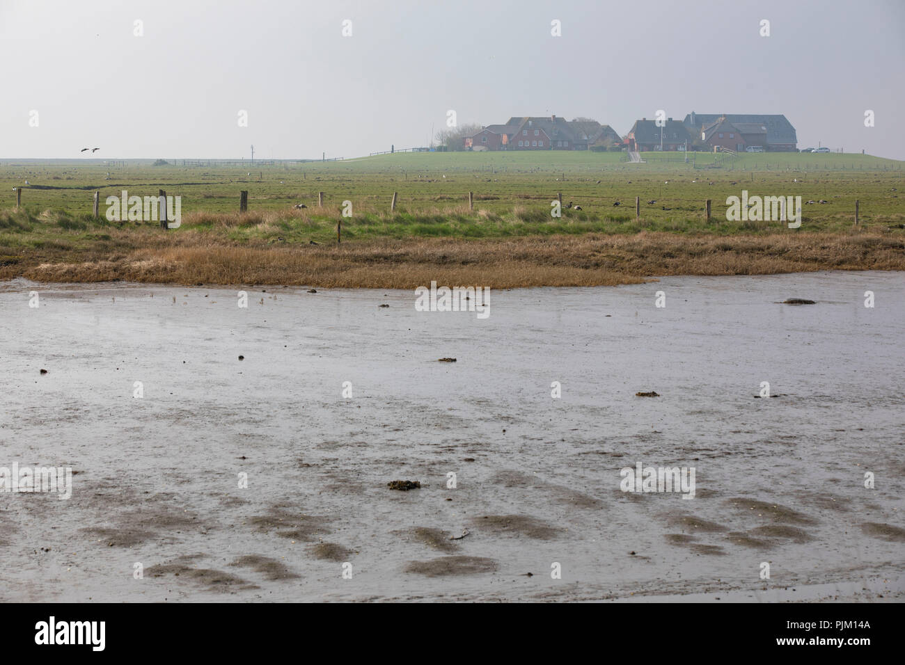 Island hallig hooge hi-res stock photography and images - Alamy