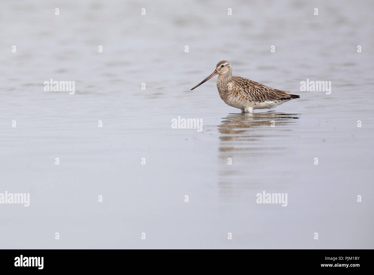 Bar-tailed godwit, Limosa lapponica, female Stock Photo - Alamy