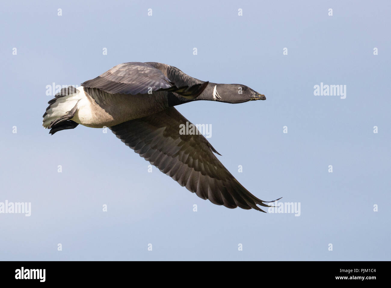 Brent goose in flight hi-res stock photography and images - Alamy