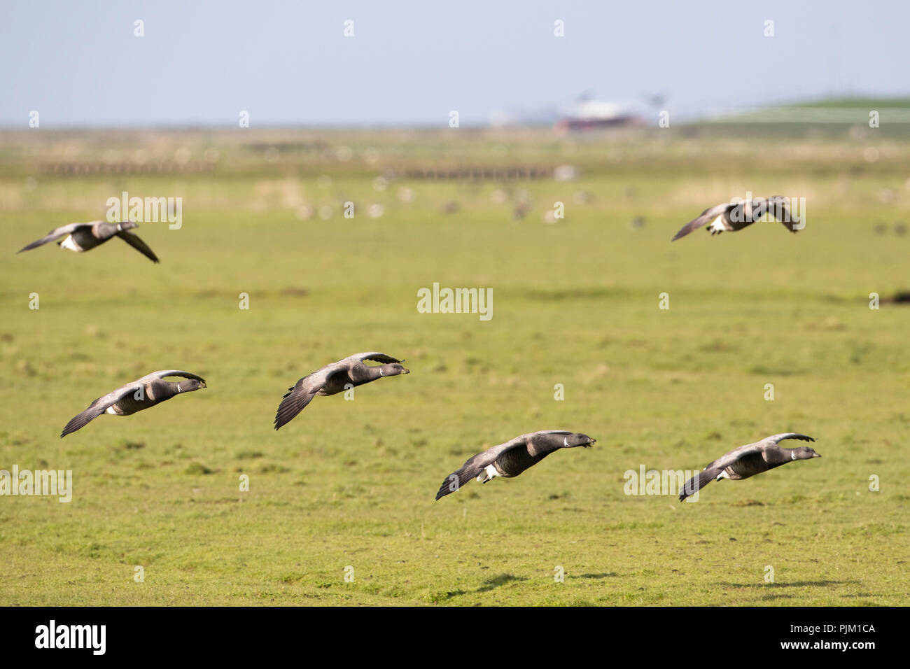 Brent geese flight hi-res stock photography and images - Alamy