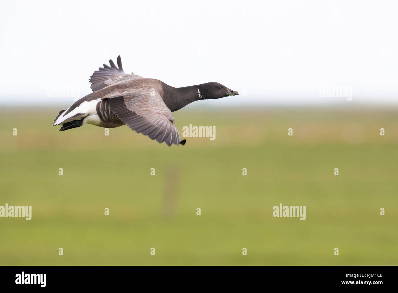 Brent goose branta bernicla hi-res stock photography and images - Alamy