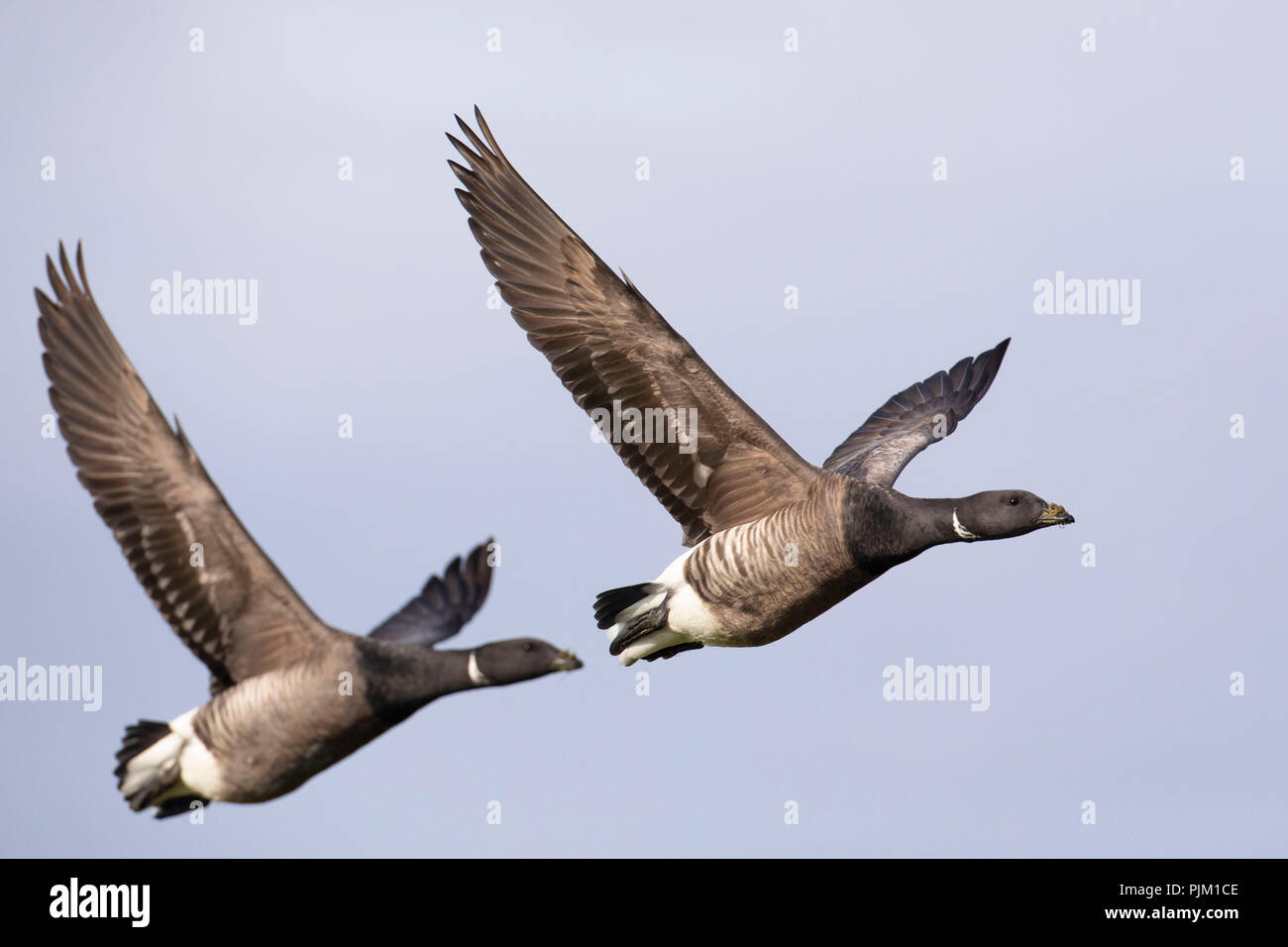 Brent geese flight hi-res stock photography and images - Alamy