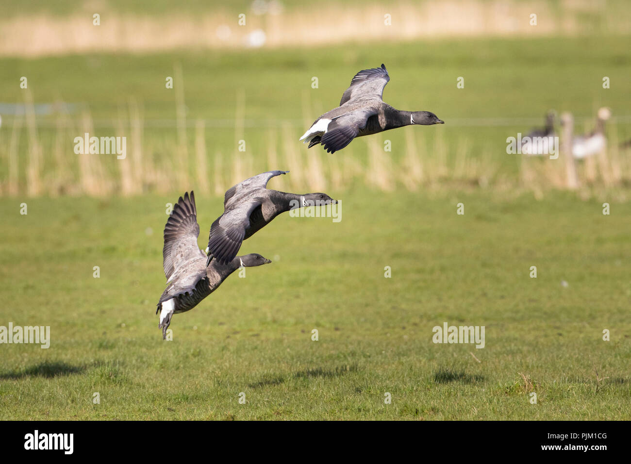 Brent geese flight hi-res stock photography and images - Alamy