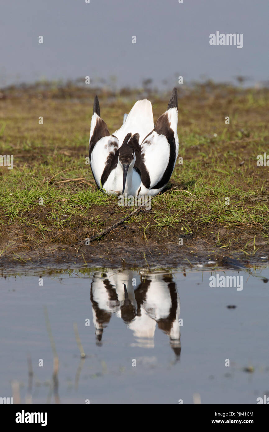 Pied avocet germany hi-res stock photography and images - Alamy