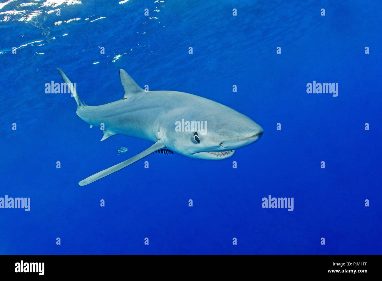 Blue shark in azores hi-res stock photography and images - Alamy