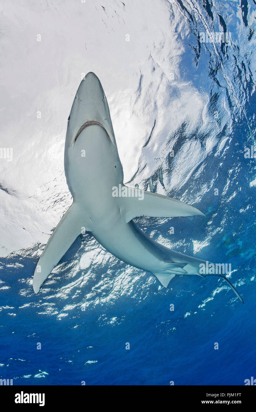 Shark in the atlantic hi-res stock photography and images - Alamy
