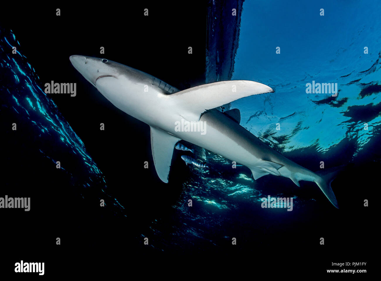 Shark photographed against the atlantic ocean in the evening hi-res ...