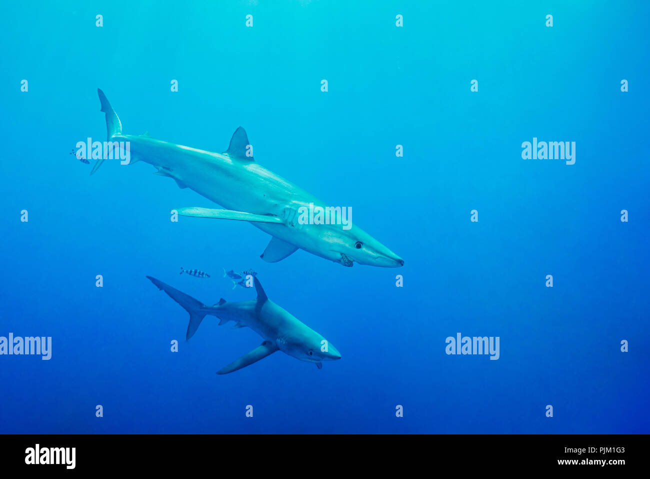 Blue Shark, shark in the Atlantic Ocean Stock Photo - Alamy