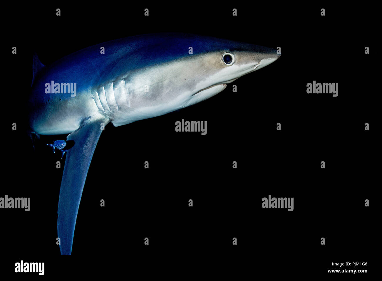 Blue shark, shark photographed in the Atlantic Ocean by night Stock ...