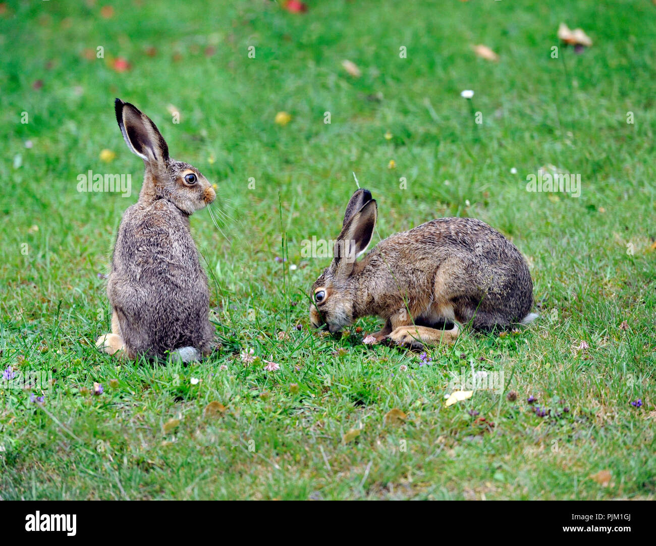 Food in the field hi-res stock photography and images - Alamy
