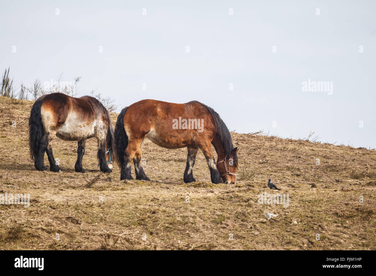 Hiddensee in the fresh spring - horses in a paddock Stock Photo - Alamy
