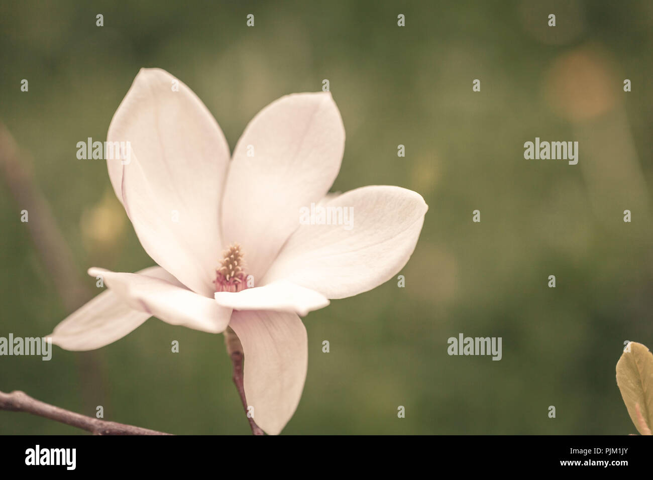 Magnolia officinalis hi-res stock photography and images - Alamy