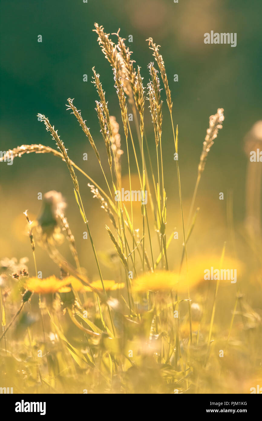 Warm season grasses hi-res stock photography and images - Alamy