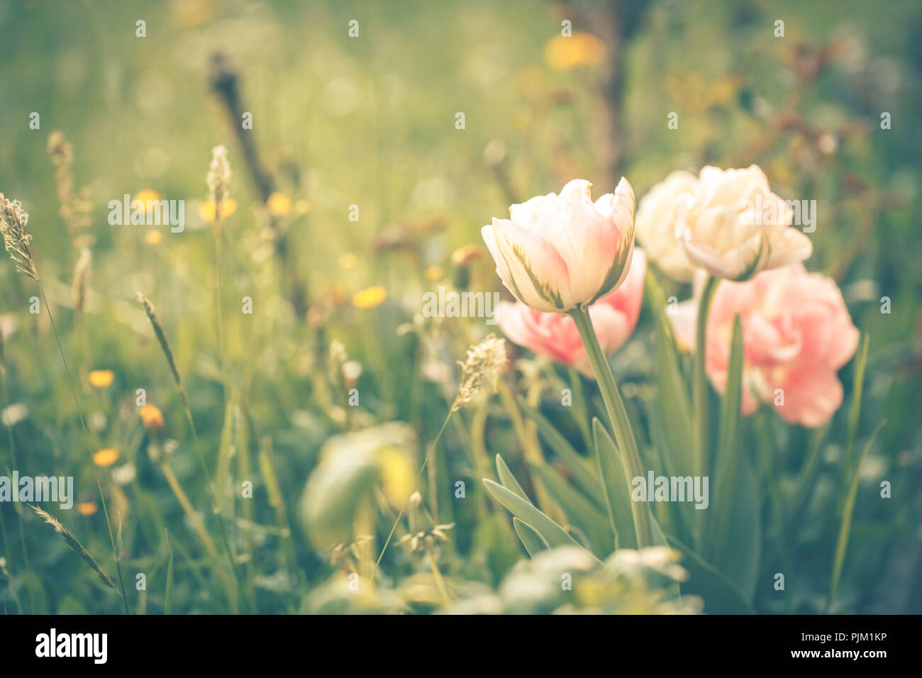 Light filled flowers hi-res stock photography and images - Alamy
