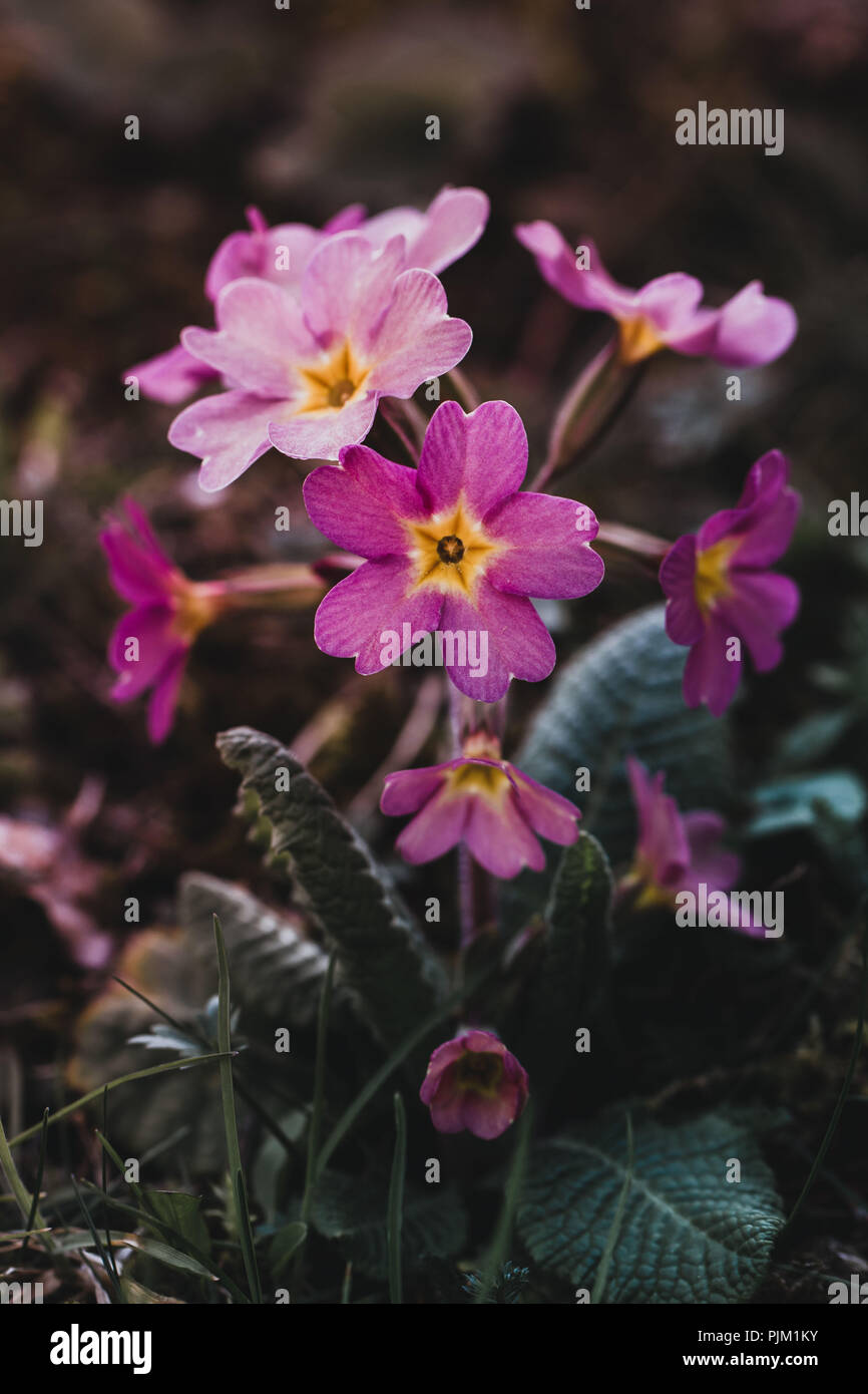 Pastel pink primula hi-res stock photography and images - Alamy