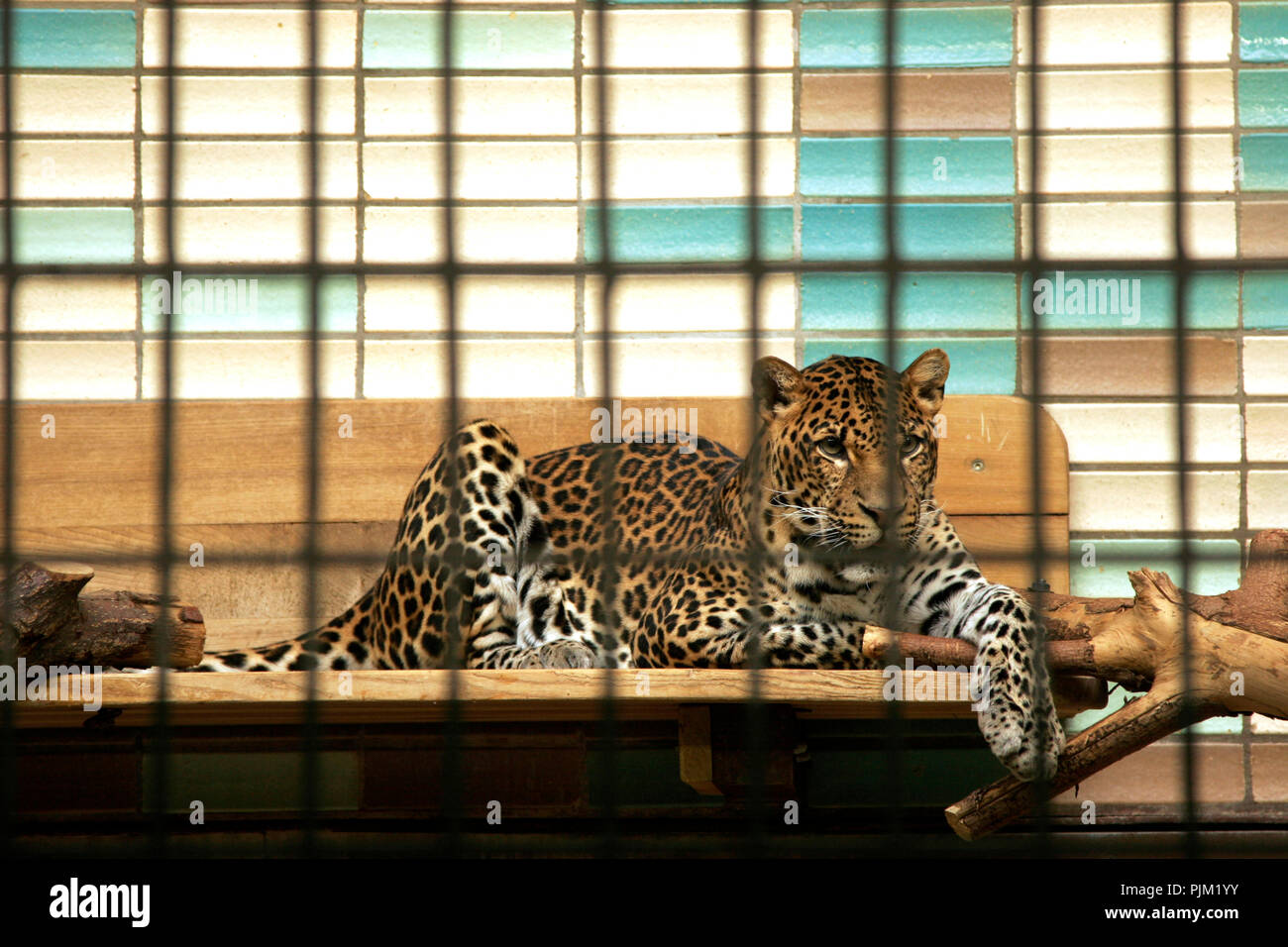 Leopard in berlin zoo germany hi-res stock photography and images - Alamy