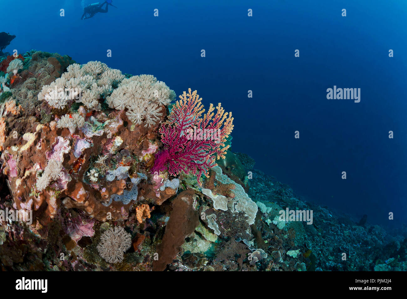 Divers with fan gorgonian acanthogorgia sp hi-res stock photography and ...