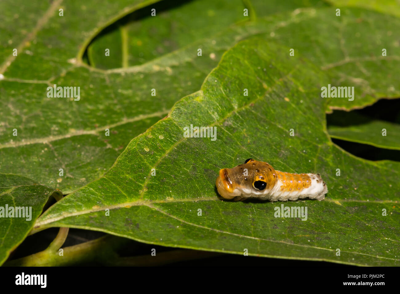 Early Instar Spicebush Swallowtail Caterpillar (Papilio troilus Stock ...